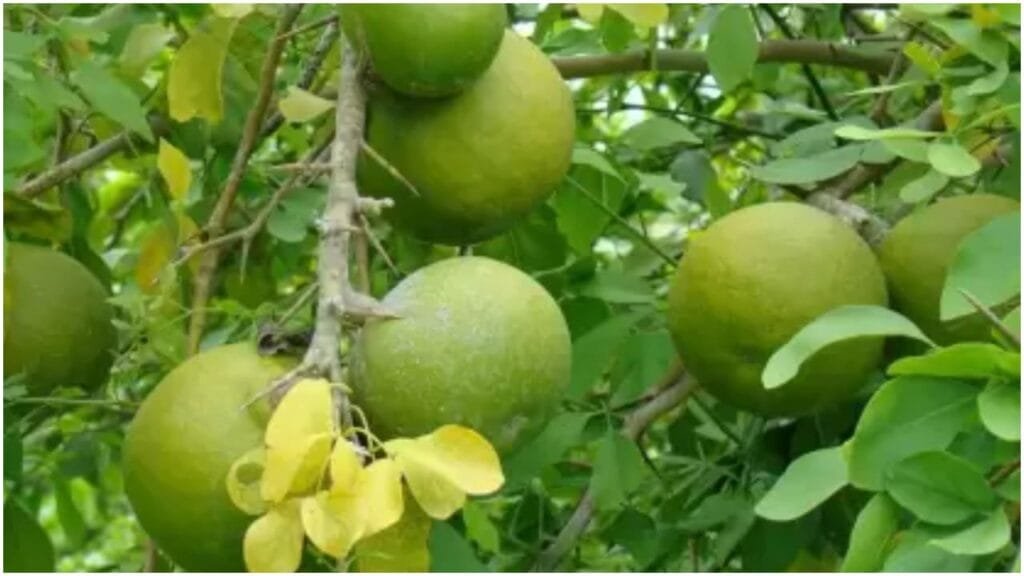 Health Benefits Of Maredu Chettu: అద్భుతమైన ఆరోగ్య ప్రయోజనాలు కలిగిన ...